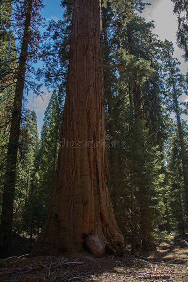 Lanscape Sequoia Trees Summer Time Blue Sky Stock Photo - Image of ...