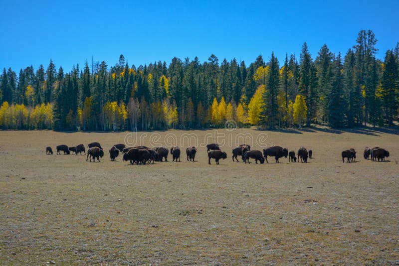 Lanscape Sequoia Trees Summer Time Blue Sky Stock Image - Image of ...