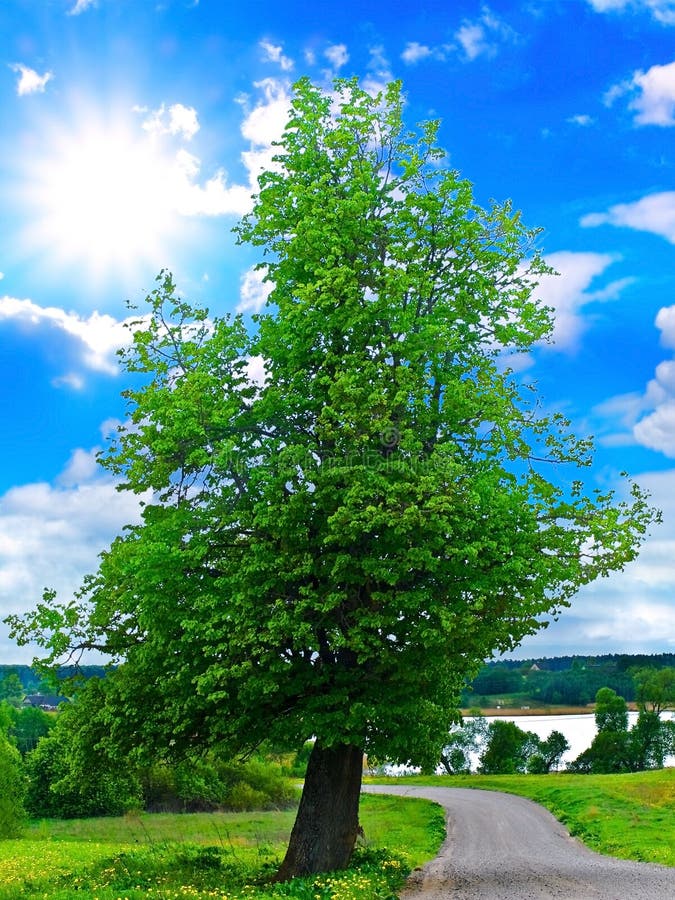 Lanscape with tree stock photo. Image of outdoors, perfection - 9605566