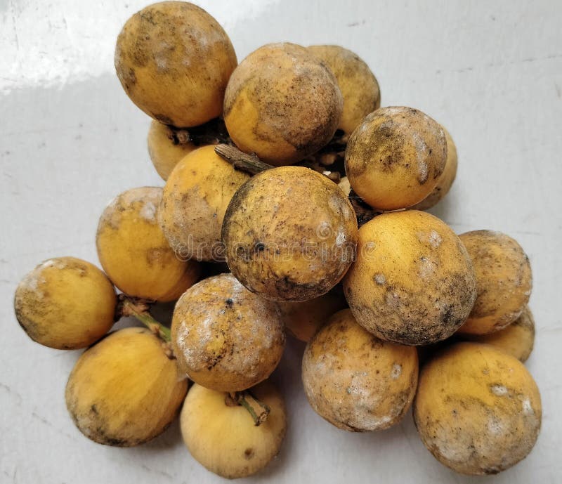 Lansium Domesticum, Domestic Fruit, Also Known As Langsat Fruit Stock ...