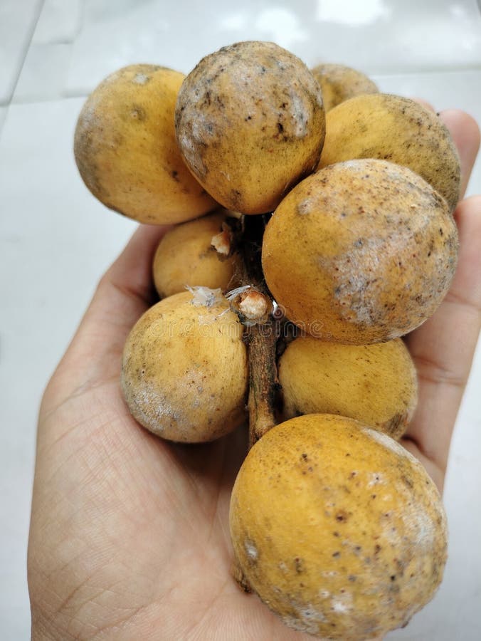 Lansium Domesticum, Domestic Fruit, Also Known As Langsat Fruit Stock ...