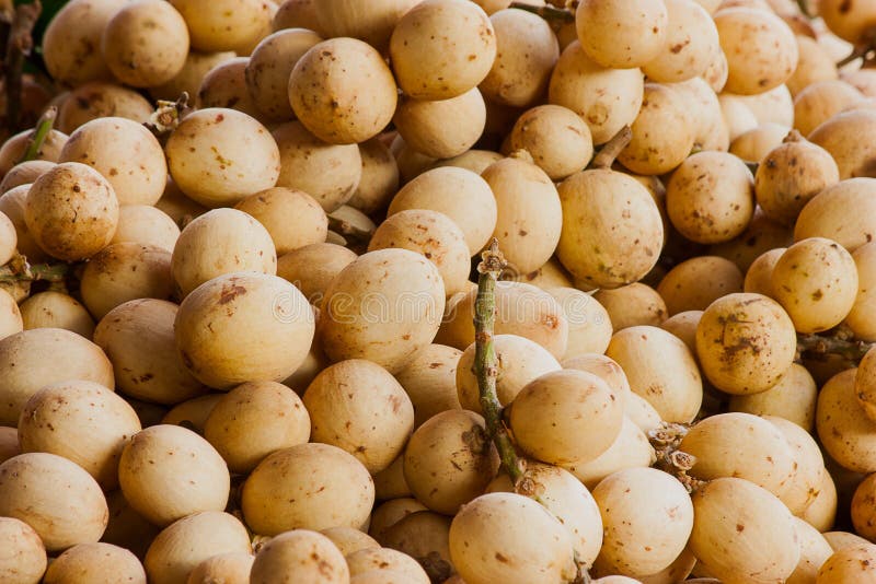 Lansium domesticum stock image. Image of golden, long - 44580993