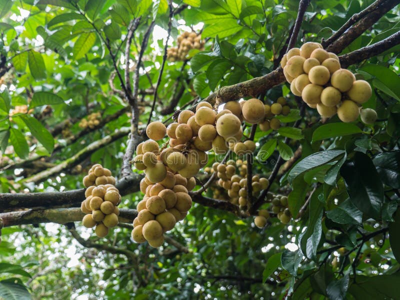 Langsat stock image. Image of domesticum, longong, ripe - 20427013
