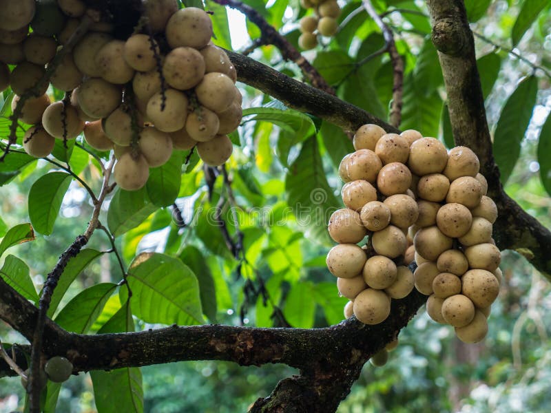 Lansium or Langsat tree stock photo. Image of natural - 138696612