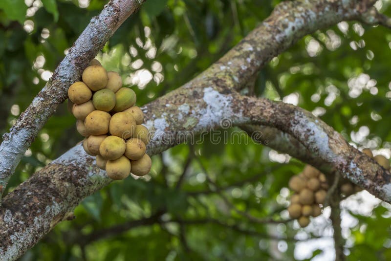 Lansium Parasiticum On The Branch Long Gong,Thailand Stock Image ...
