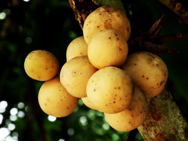 Longkong Fruit or Lansium Parasiticum is Tropical Fruit in South Stock ...