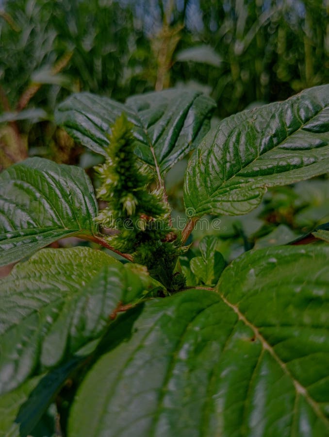 Lant Garden Flower Amaranth Stock Image - Image of amaranth, garden ...