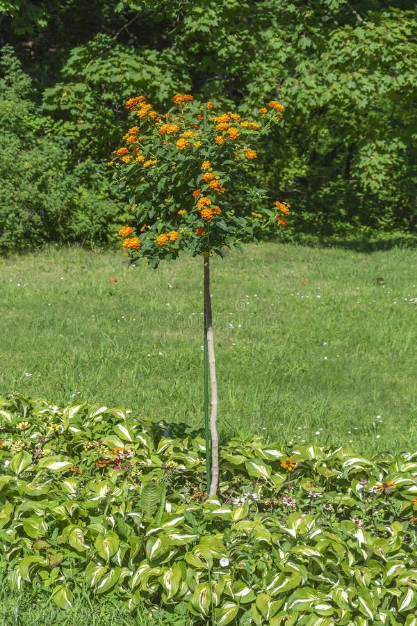 Lantana Bush in the Center of the Path Hosts Variegated Stock Image ...