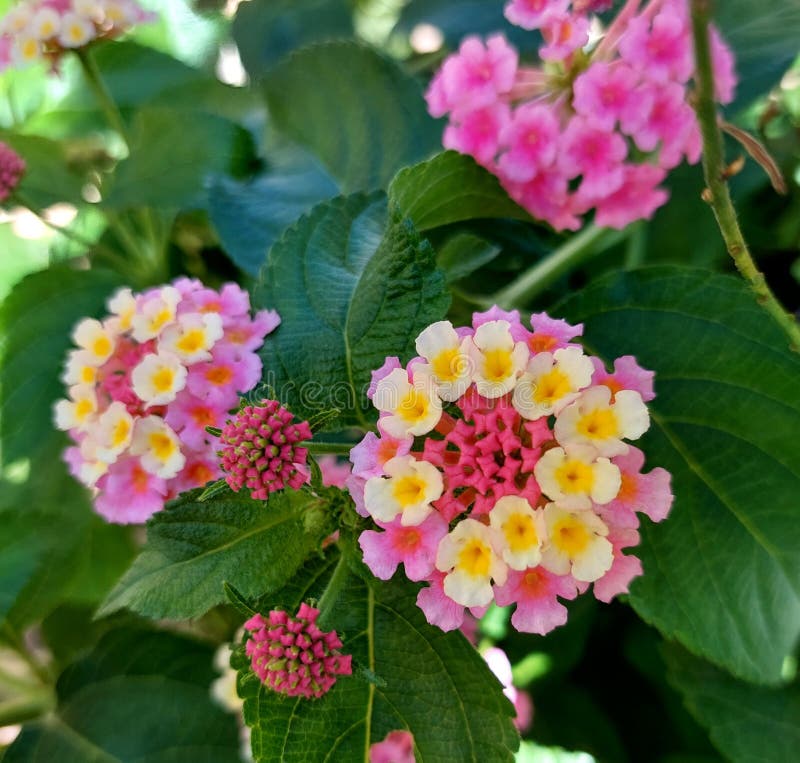 Lantana Camara Bloom of the Ericaceae Stock Photo - Image of bloom ...