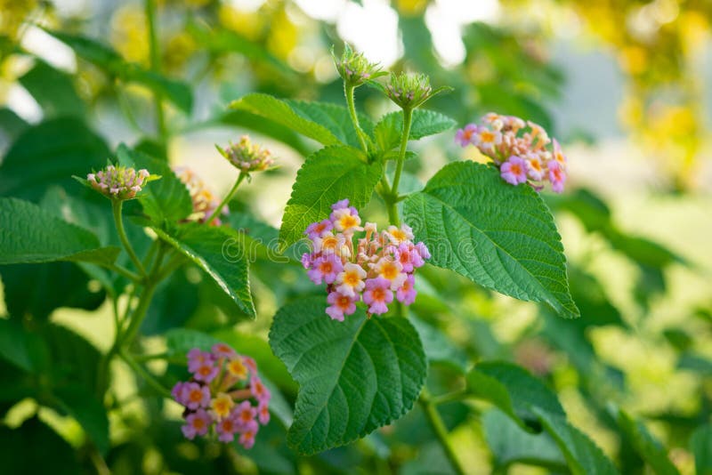 Lantana camara stock photo. Image of herbal, natural - 265523870