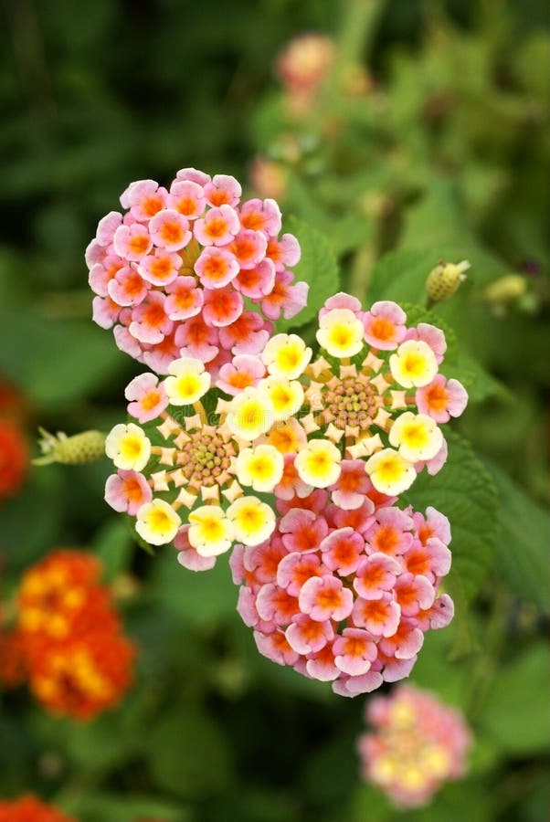 Lantana Camara is a Species of Flowering Plant within the Verbena ...