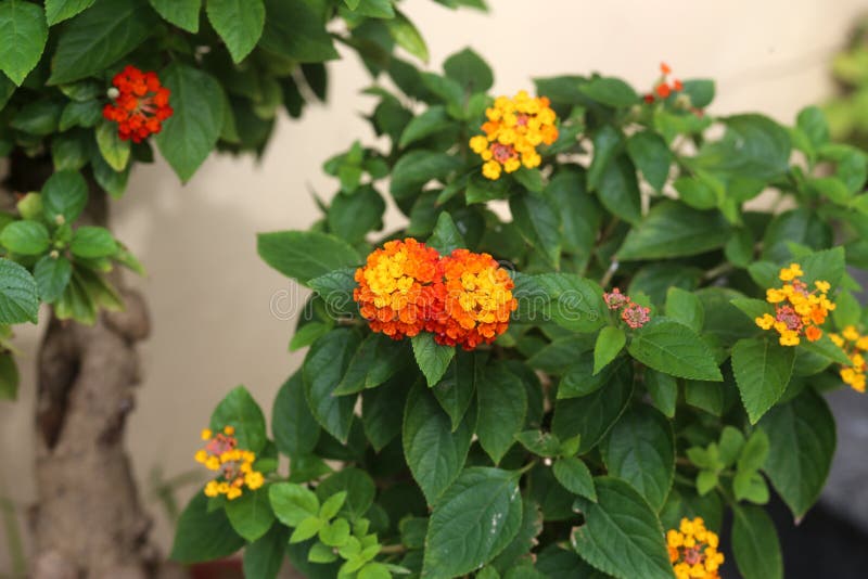 Lantana Camara Flowers in the Garden Stock Image - Image of green ...