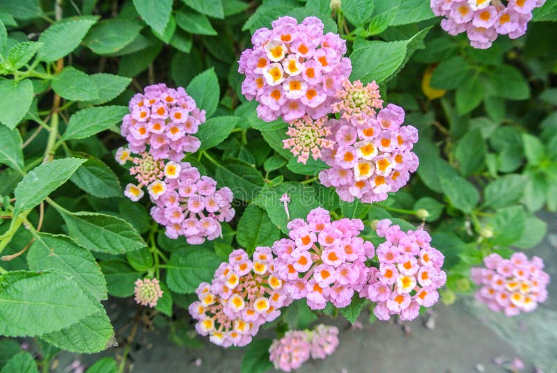 Lantana Camara Una Especie De Planta Floreciente Imagen de archivo ...