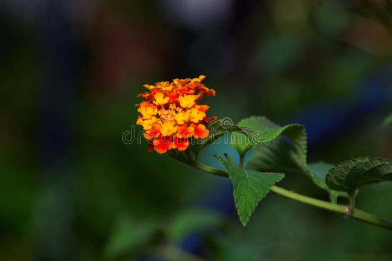 Lantana Flower stock image. Image of horticulture, deciduous - 811701