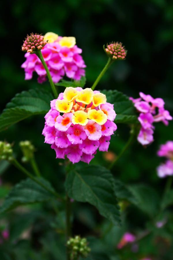 Pink lantana flowers. stock image. Image of aroma, camara - 34913435