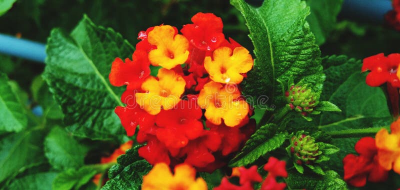 Lantanas Flower Rain Drop Small Stock Photo - Image of drop, flower ...