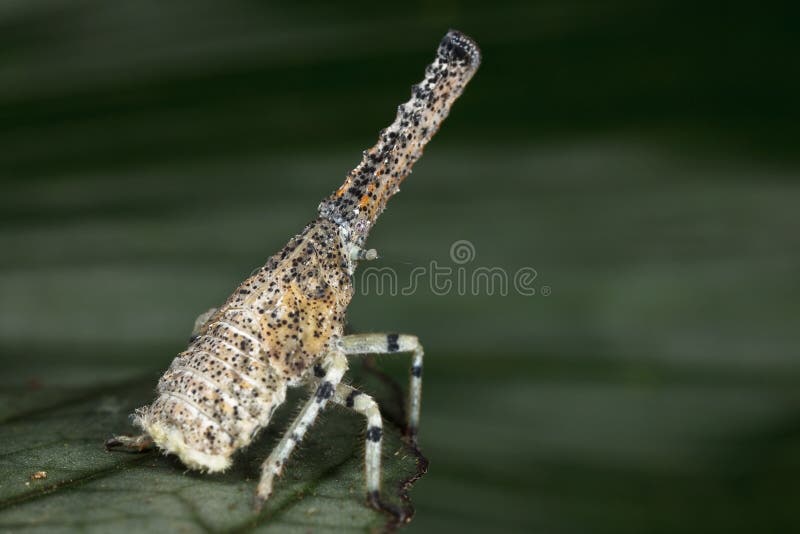 Lantern bug back stock photo. Image of close, plant, wilderness - 10791972