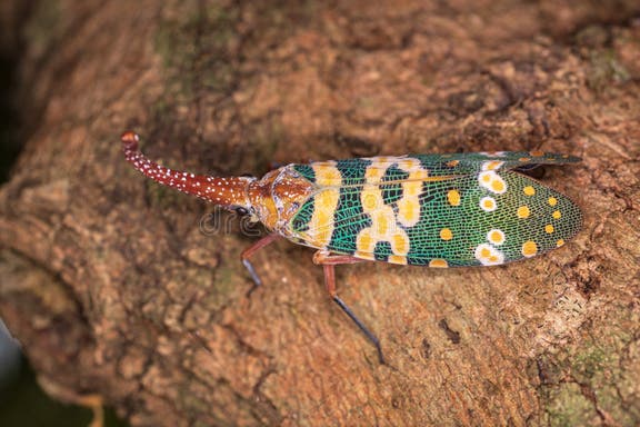 Lantern Bug. Pyrops Candelaria. the Cicadas are in the Trunk of the ...
