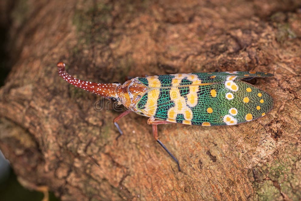 Lantern Bug. Pyrops Candelaria. the Cicadas are in the Trunk of the ...
