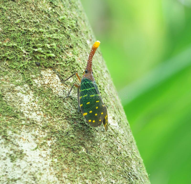 Lantern Bug - Pyrops Climbing Stock Image - Image of tree, climbing ...