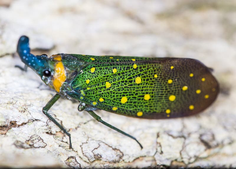 Lantern Bug Pyrops Sidereus on the Tree Bark. Borneo Stock Image ...