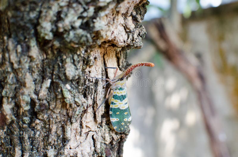 Lantern Fly stock image. Image of close, closeup, lanternaria - 73074651
