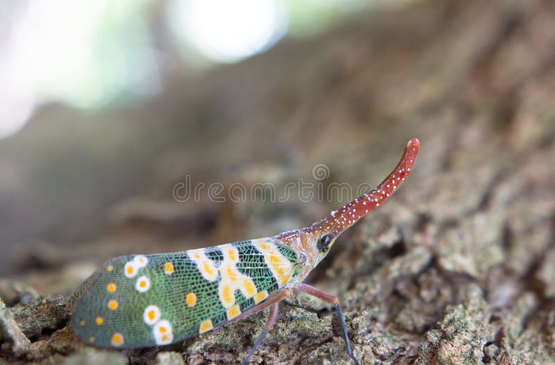 Lantern Fly Lantern Bug, Pyrops Sultana Stock Photo - Image of strange ...