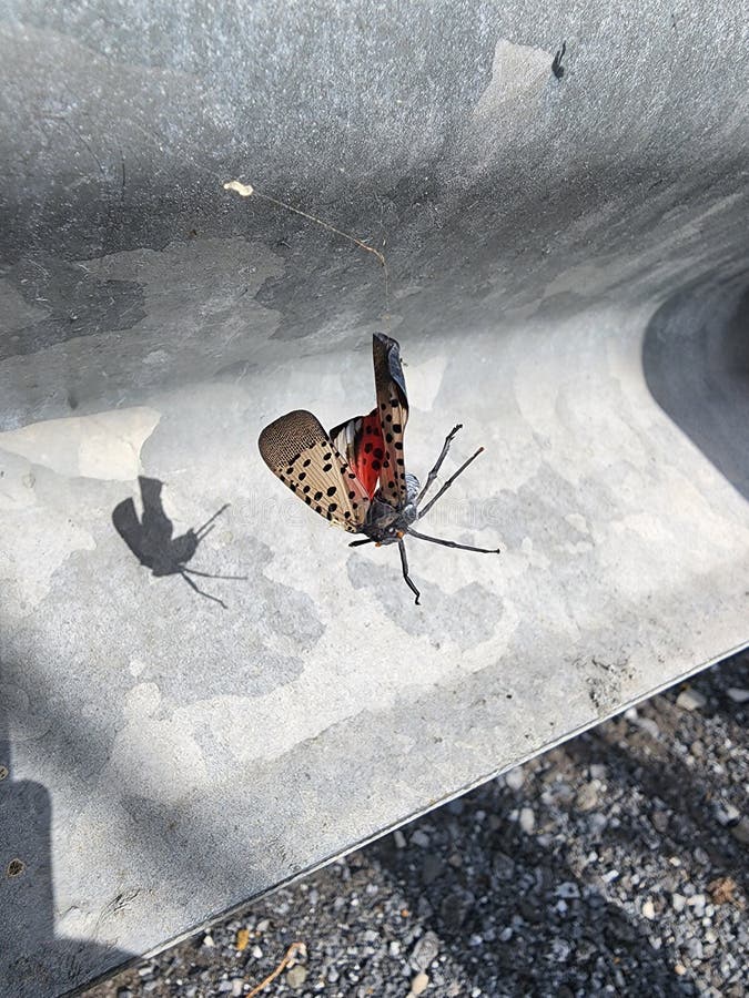 Lantern Fly Stuck in a Spiders Web, Eastern Pennsylvania 2022 Stock ...
