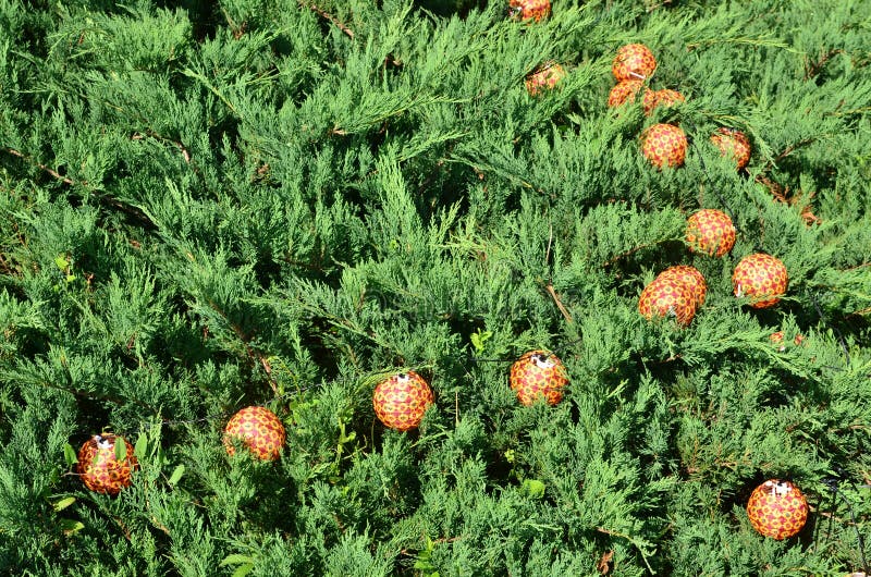 Lantern Garland on Juniper Branches Stock Photo - Image of juniper ...