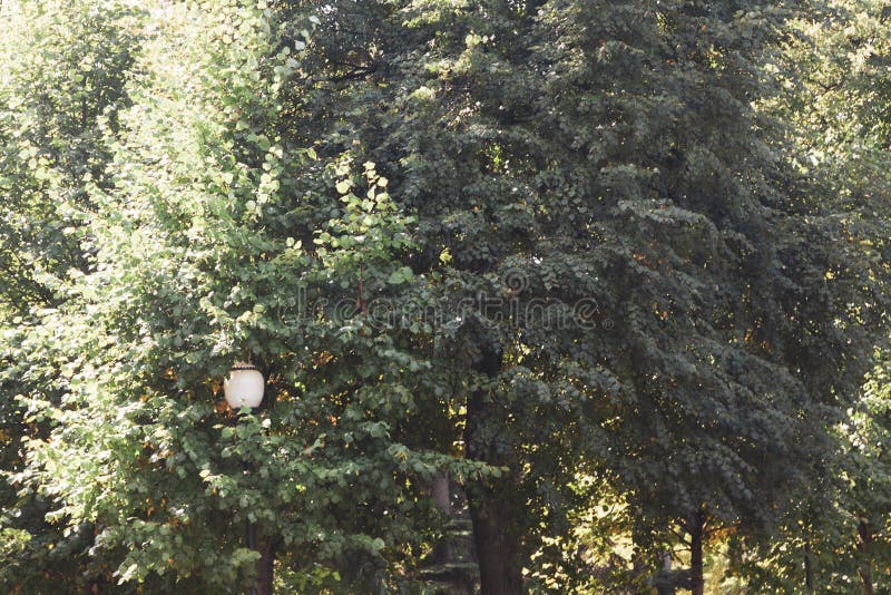 A Lantern Hidden among the Green Branches of Trees Stock Photo - Image ...