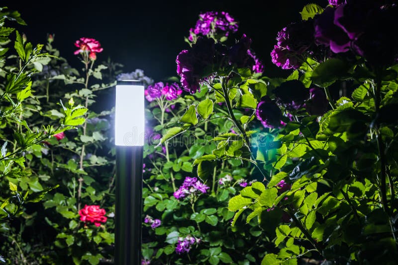 Lantern Illuminates Red and Purple Roses on a Flower Bed at Night Stock ...