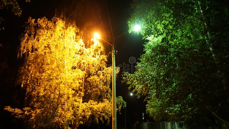 The Lantern Illuminates Two Trees in Yellow and Green Stock Photo ...