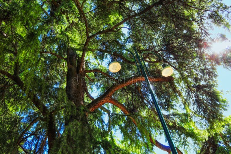 Lantern Near Trtee in City Park Stock Image - Image of trees, lantern ...
