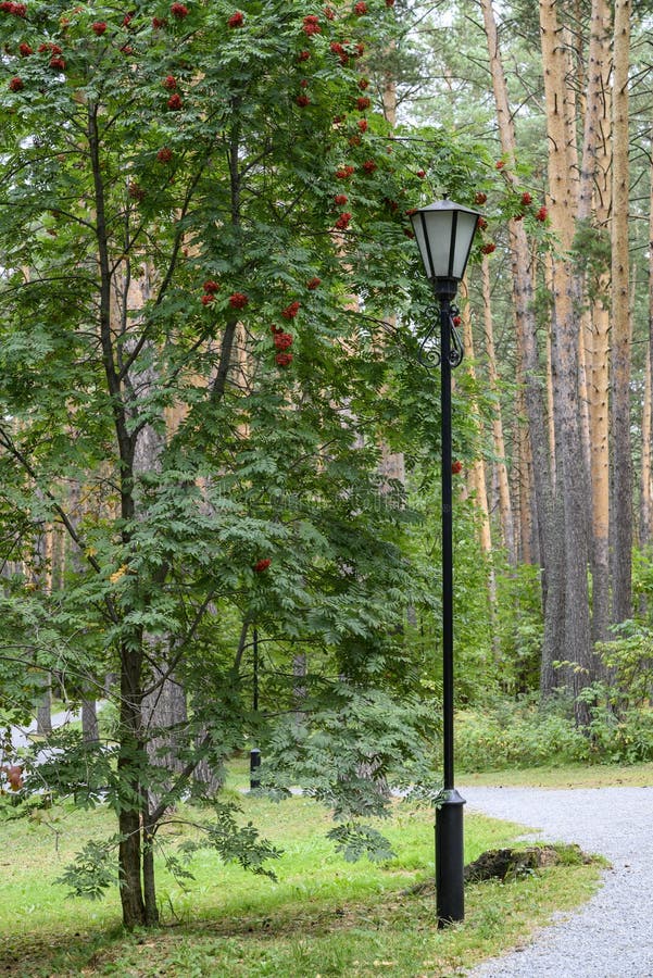 A Lantern Next To a Rowan Tree with Red Fruits in a Park with Pine ...