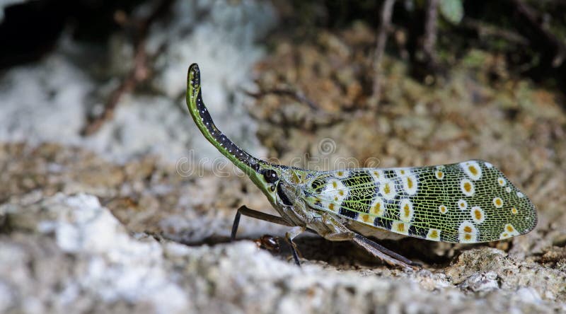 Lanternflies Beautiful, Lantern Bugs, Fulgoridae Stock Photo - Image of ...