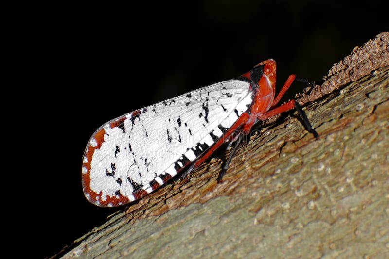 Aphaena Submaculata Lantern Bug Stock Photos - Free & Royalty-Free ...