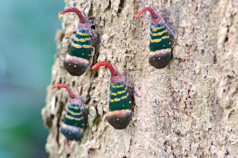 Lantern Bug. Pyrops Candelaria. the Cicadas are in the Trunk of the ...