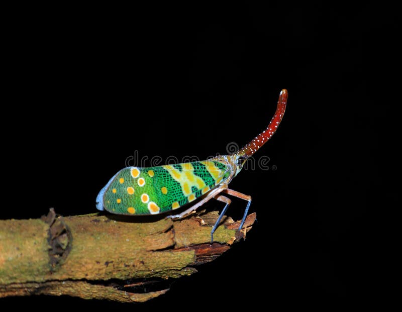 Colorful Insect with Geometric Wings Stock Photo - Image of leaf ...