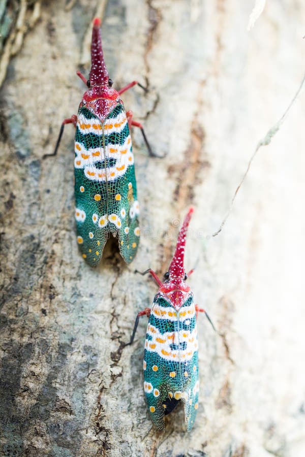 Australian Christmas Red Ornament Insect Stock Photo - Image of bauble ...