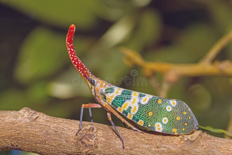 Lanternfly, the Insect on Tree in Tropical Forests Stock Image - Image ...