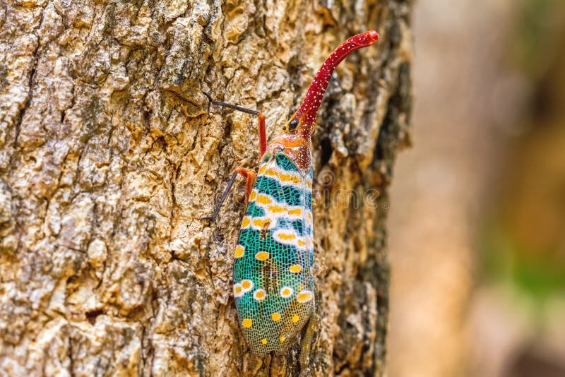 Lanternfly, the Insect on Tree in Tropical Forests Stock Image - Image ...