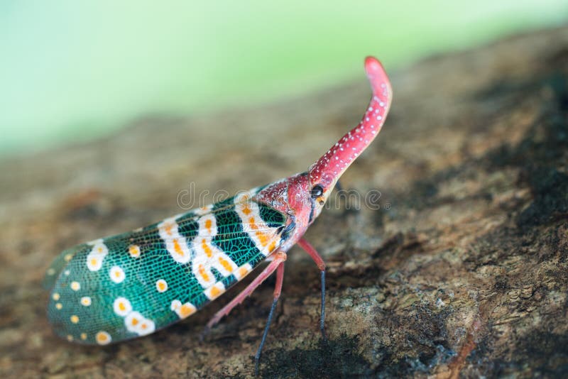 Lanternfly, L'insecte Sur Des Fruits Arboricoles Photo stock - Image du ...
