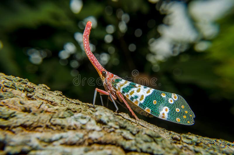 Lanternfly, L'insecte Sur Des Fruits Arboricoles Photo stock - Image du ...