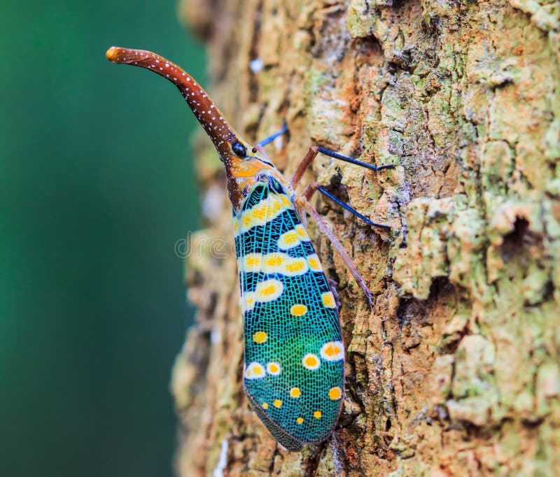 Trunk butterfly stock photo. Image of fauna, forest, closeup - 36027328