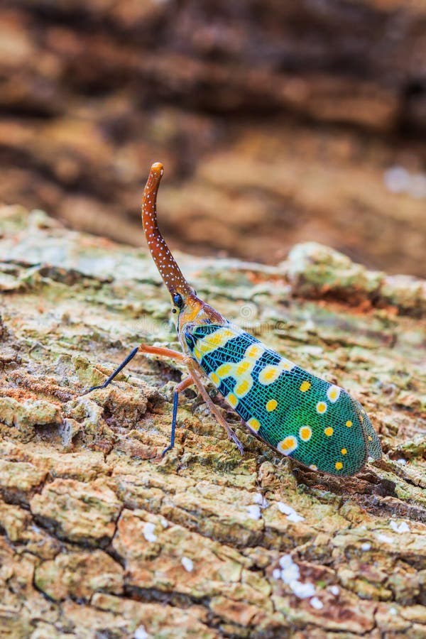 Lanternfly stock image. Image of environment, countryside - 37368337
