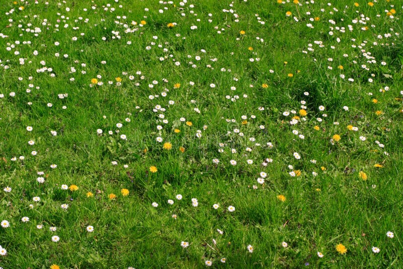 A Field of Wildflowers Filled with Queen Anne`s Lace, Clover, Bee Balm ...