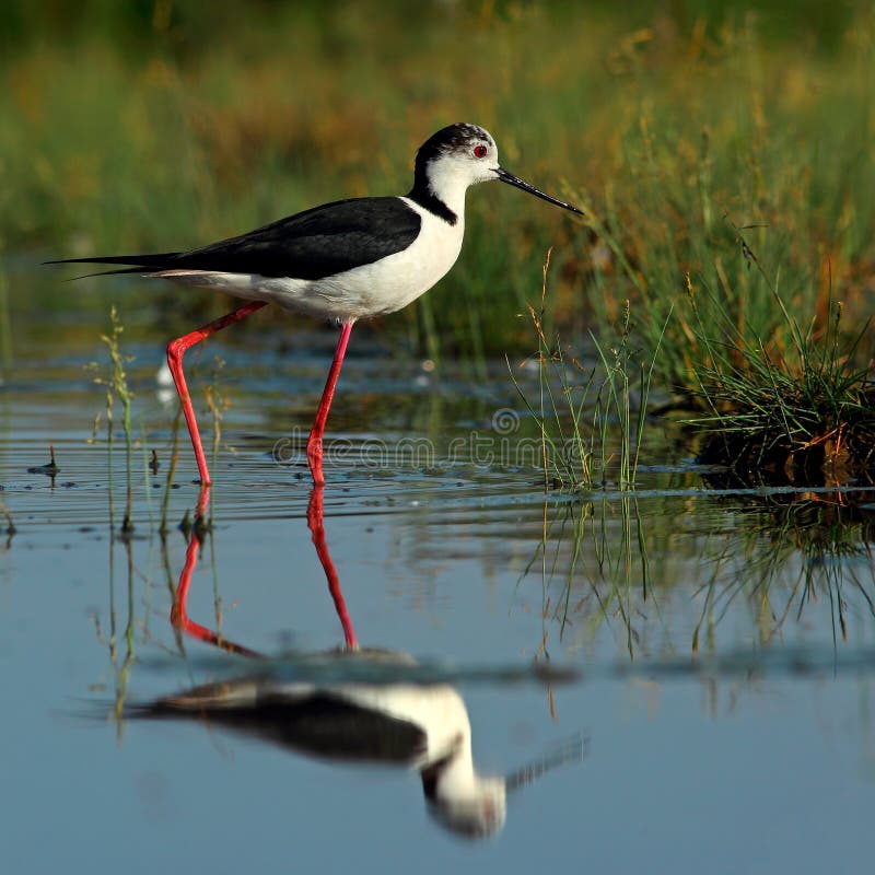 Lanzamiento del zanco foto de archivo. Imagen de brillo - 25413328
