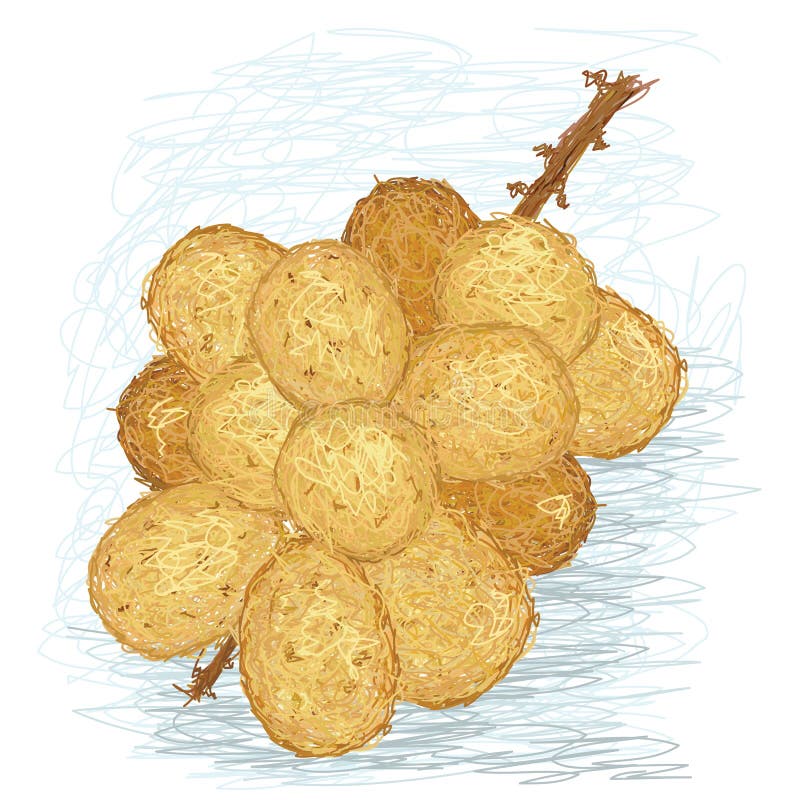 Lanzones stock vector. Illustration of healthy, isolated - 26033067