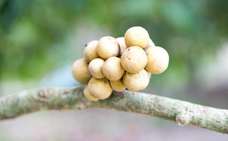 616 Lanzones Photos - Free & Royalty-Free Stock Photos from Dreamstime