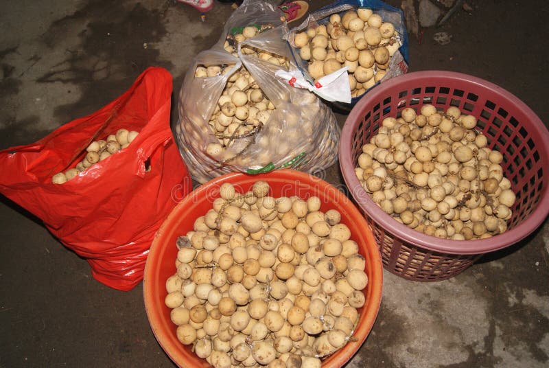 Lanzones stock photo. Image of baskets, plastic, harvest - 42387432